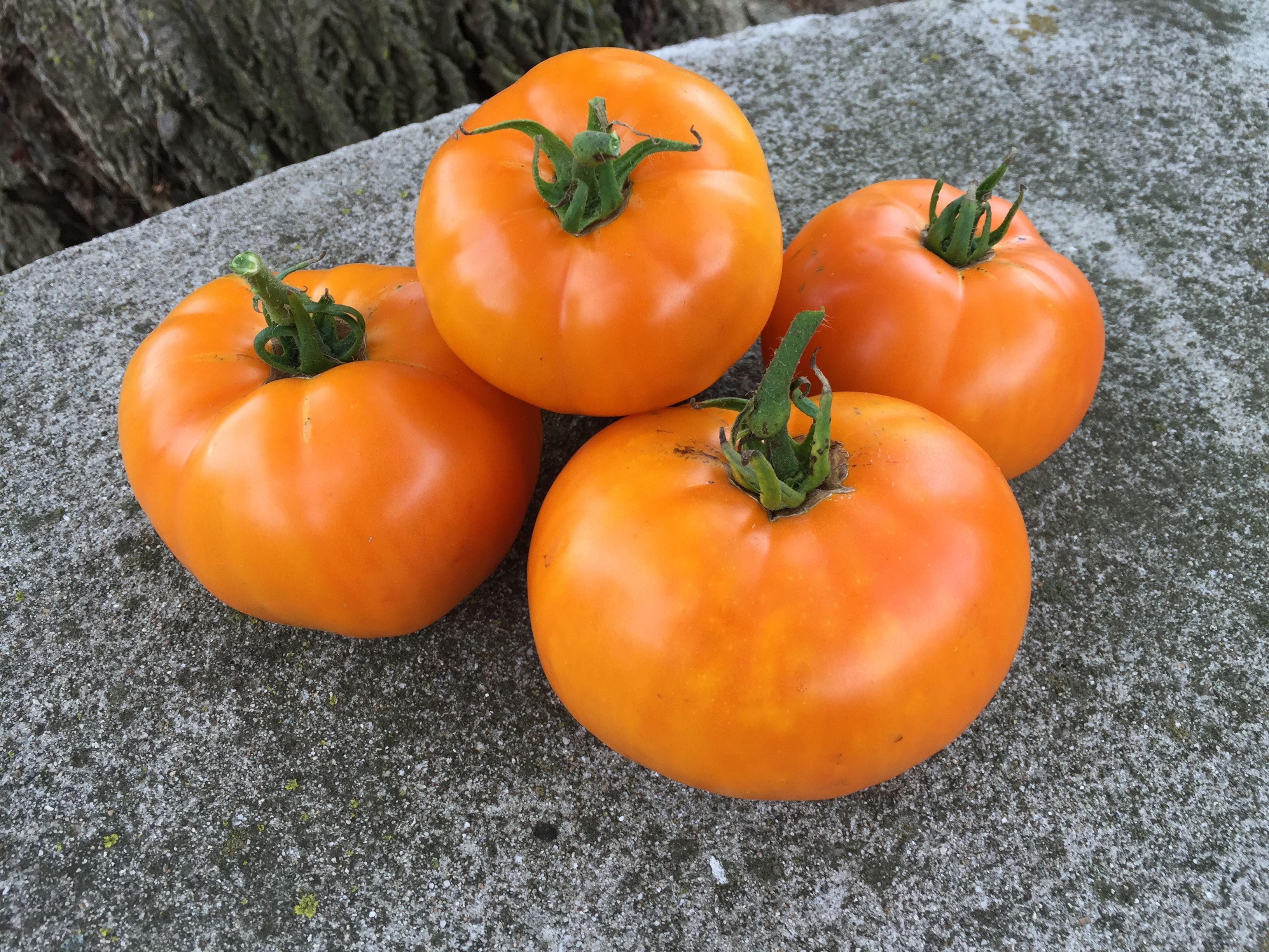 Nebraska Wedding - Heirloom Tomato | Miller Dohrmann Farm